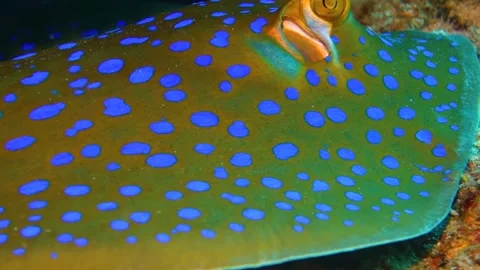 Bluespotted ribbontail ray, beautiful st... | Stock Video | Pond5