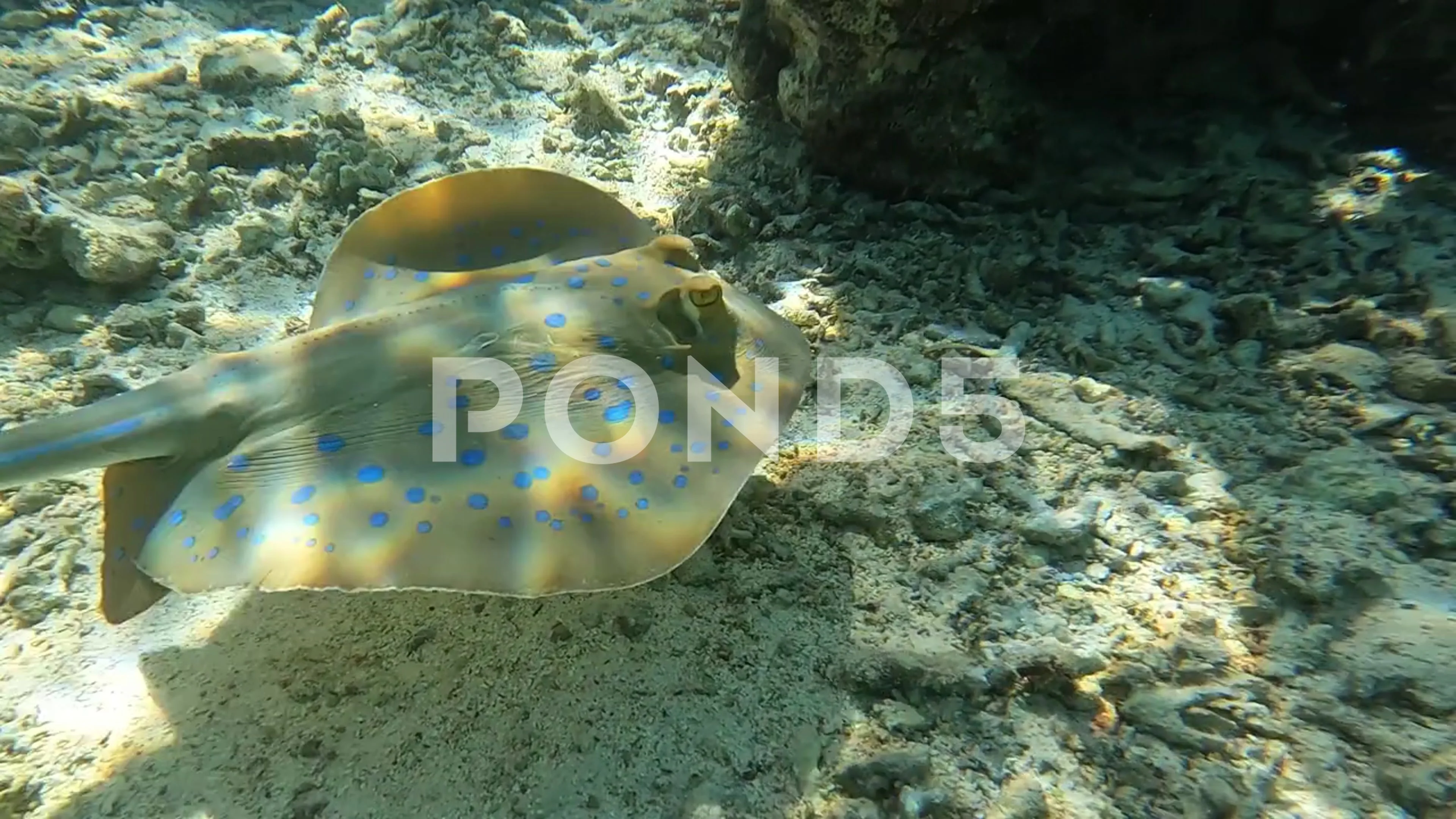 3840x2160 Stingray Sea Underwater