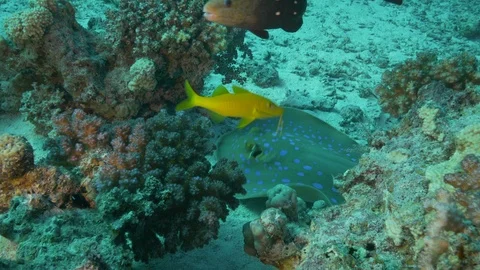 Swimming Tracker Z Stock Videos – Royalty-Free HD & 4K Videos | Pond5