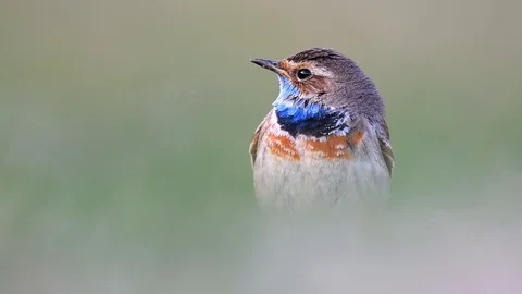 It Mal Stock Videos – Royalty-Free HD & 4K Videos