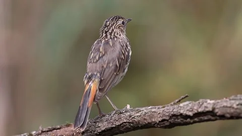 Ban Esit Stock Videos – Royalty-Free HD & 4K Videos