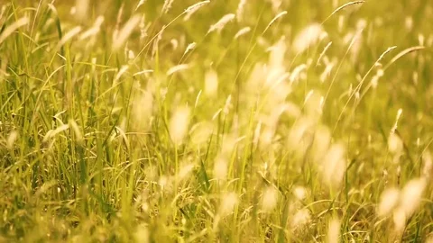 Point72 Zoom Background Stock Videos – Royalty-Free HD & 4K Videos