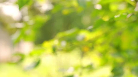 blurred green leaves wave in wind as bac... | Stock Video | Pond5