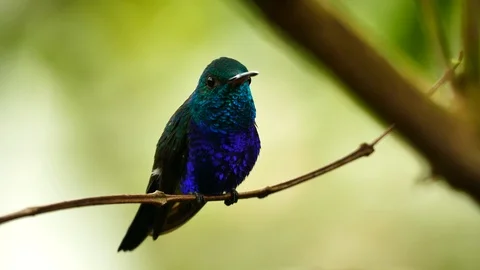 Blury background behind a bird moving up... | Stock Video | Pond5