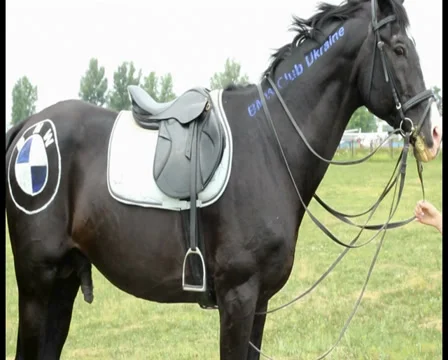 BMW stallion, one horse power vehicle wi... | Stock Video | Pond5