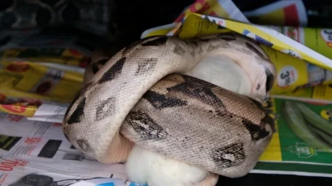 boa constrictor eats a rat in captivity | Stock Video | Pond5