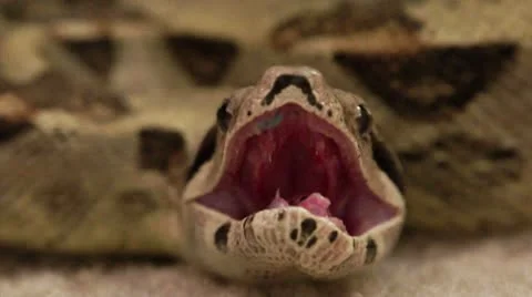 Boa Constrictor Constrictor Stock Video Footage | Royalty Free Boa ...