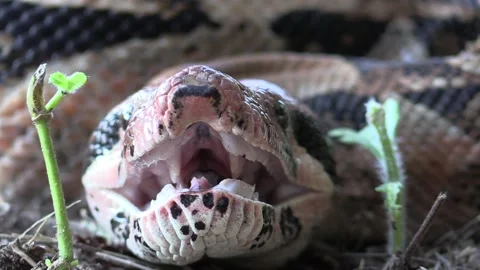 Teeth Scaling Stock Video Footage | Royalty Free Teeth Scaling Videos ...