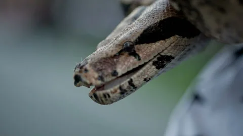 Boa Constrictor Pet Snake with Open Mout... | Stock Video | Pond5