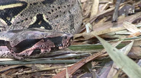 Boa Constrictor slither on leaf litter o... | Stock Video | Pond5