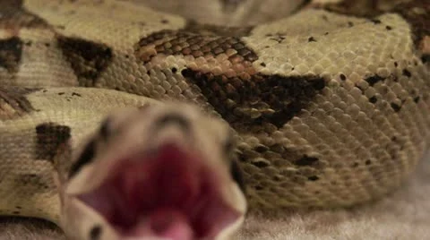 Angry Snake Strike Stock Footage ~ Royalty Free Stock Videos | Pond5