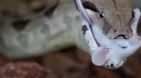 Snake Eating Mouse Stock Video Footage | Royalty Free Snake Eating ...