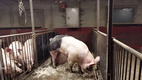 Boar and sow mating in pig farm pen | Stock Video | Pond5