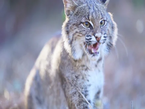 Growling Stock Footage ~ Royalty Free Stock Videos | Pond5