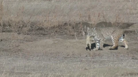 Bobcat Predation Capture Kill Black-Tail... | Stock Video | Pond5