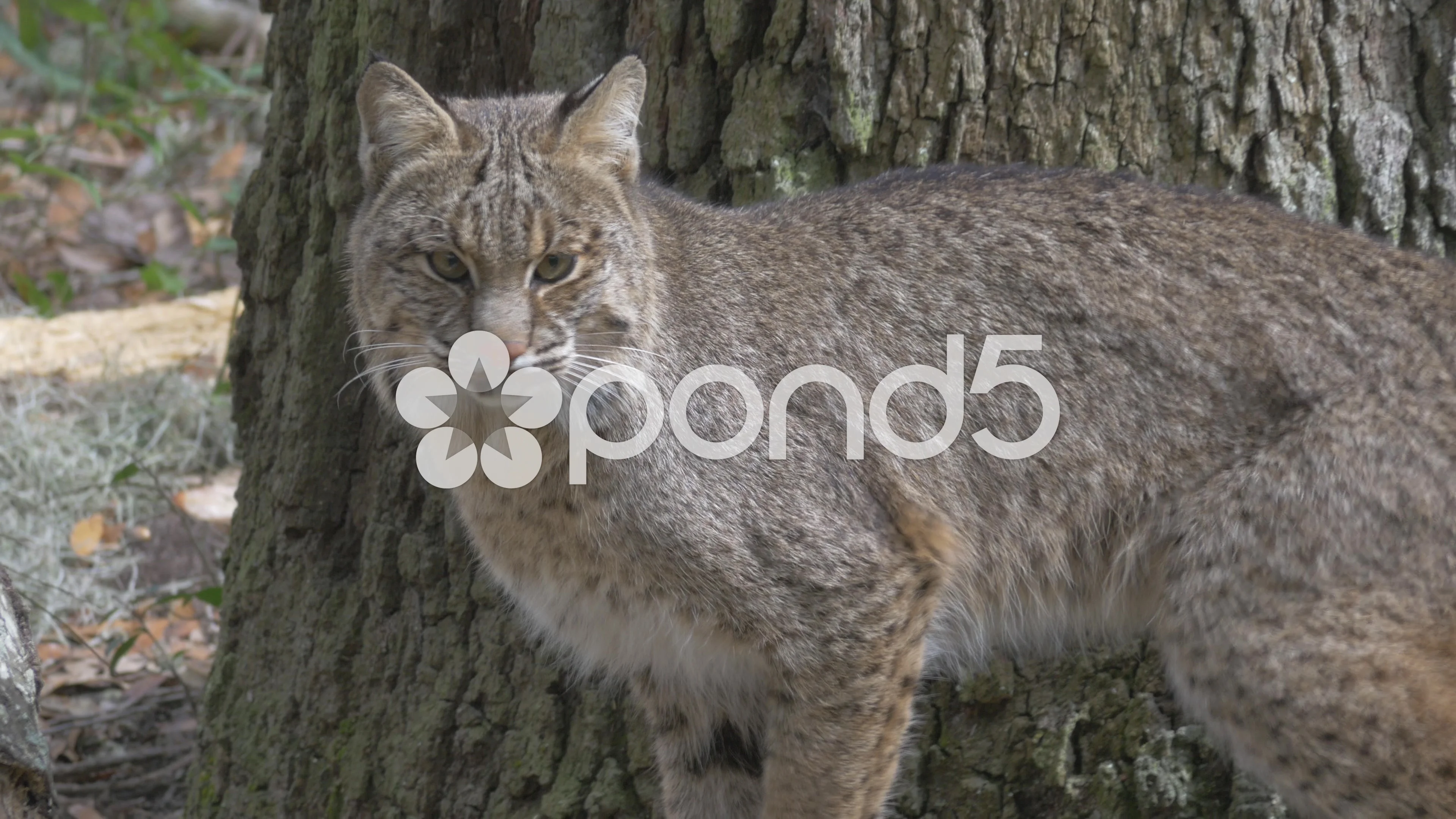 How Does A Bobcat Claws Look Curious Nature: Identifying Cat Tracks In