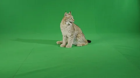 Green Screen Sitting Stock Video Footage | Royalty Free Green Screen ...