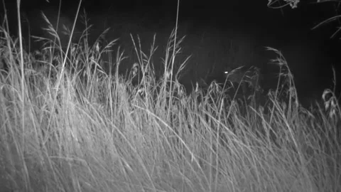 A Bobcat in tall grass illuminated by IR... | Stock Video | Pond5