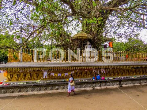 Bodhi Tree, Colombo, Sri Lanka ~ Premium Photo #129615939