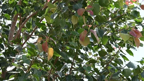 Bodhi tree. Ficus religiosa. Sacred fig.... | Stock Video | Pond5