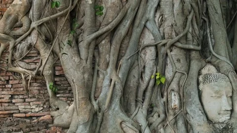 Bodhi tree roots with Buddha head growin... | Stock Video | Pond5
