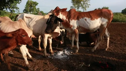 Bodi tribe cows, Hana mursi, Ethiopia | Stock Video | Pond5