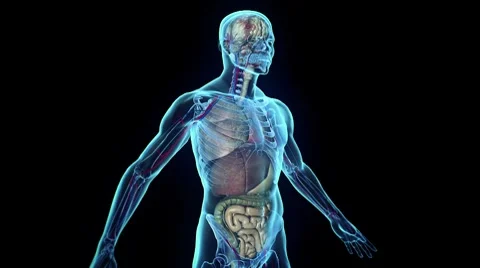 Body Stock Video Footage | Royalty Free Body Videos | Pond5