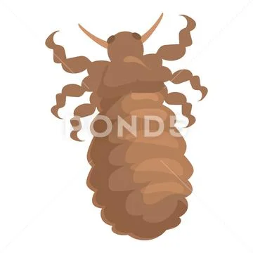 Body louse insect spreading disease showing back view: Graphic #278336445