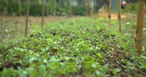 Bok choy in the farm land | Stock Video | Pond5