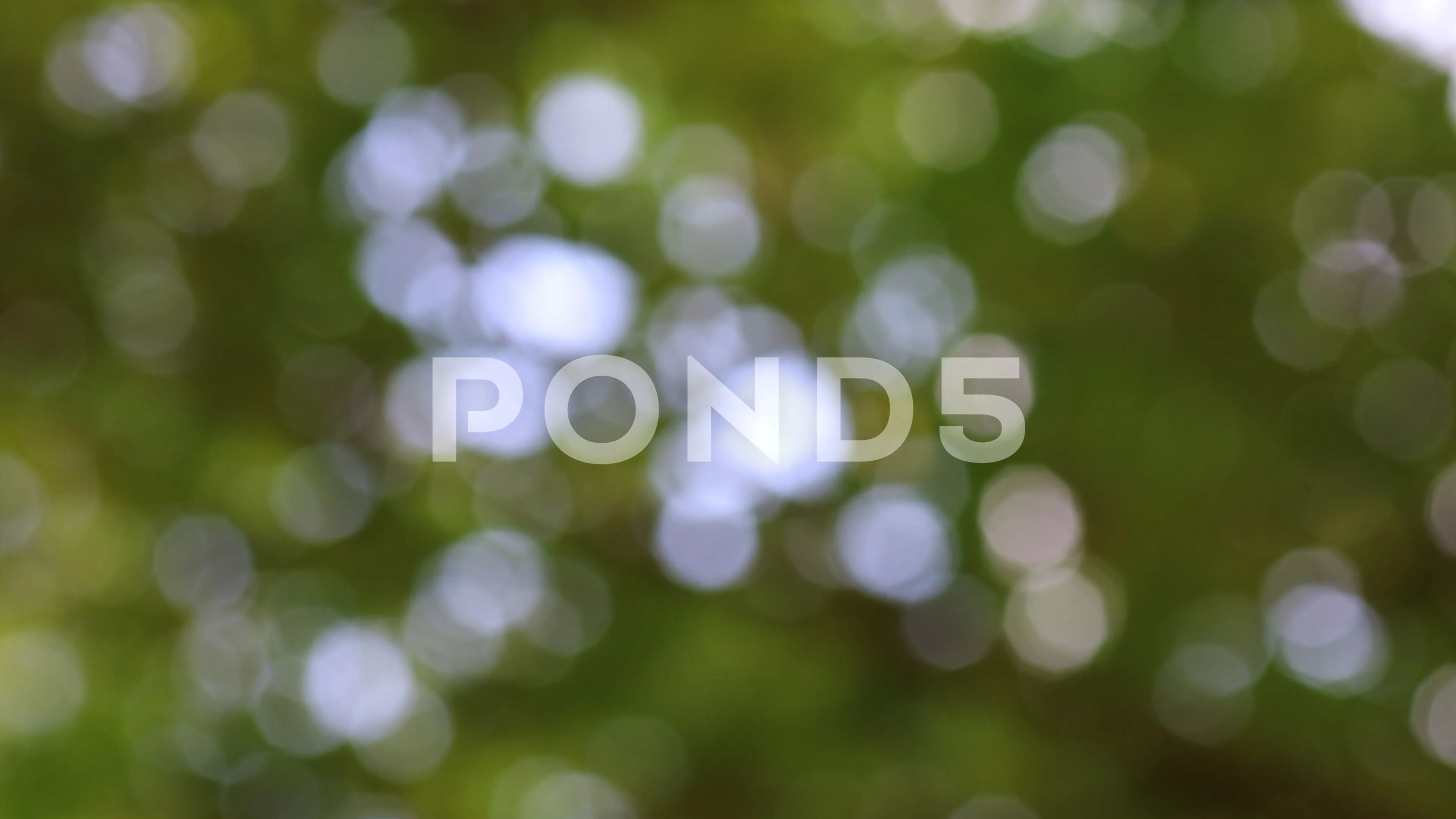 Bokeh Photography Nature