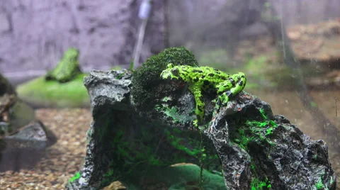 Bombinatoridae Fire-Bellied Toads Sits O... | Stock Video | Pond5