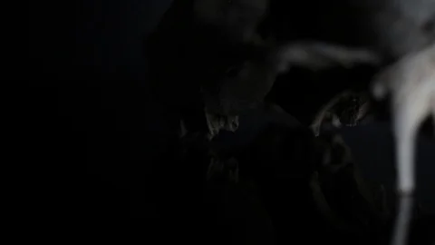 Die Of Deathbackground Stock Videos – Royalty-Free HD & 4K Videos