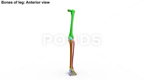 Bones of leg Joints Anterior view: Royalty Free #80390366
