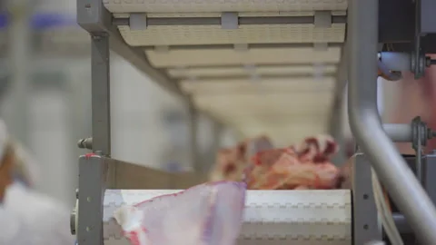 Animal Control Warhouse Stock Videos – Royalty-Free HD & 4K Videos