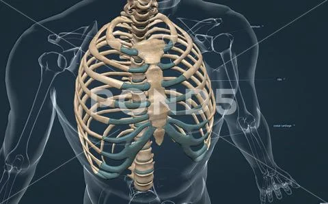 The bones of the rib cage are the thoracic vertebrae, twelve pairs of ...