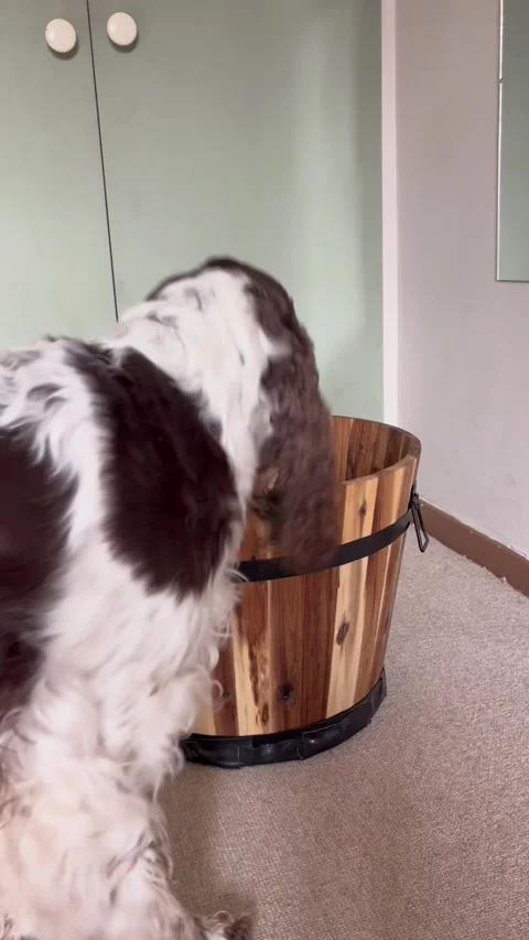 Simba Stock Videos – Royalty-Free HD & 4K Videos