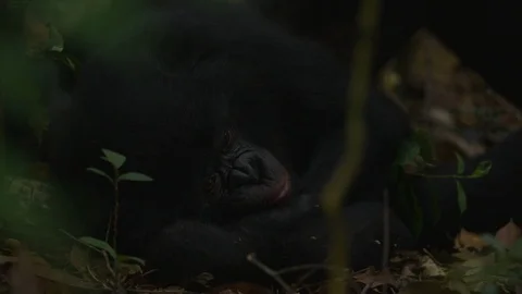 Bonobo lying down to sleep on forest flo... | Stock Video | Pond5