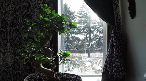 Ficus Tree Isolated Stock Videos – Royalty-Free HD & 4K Videos | Pond5