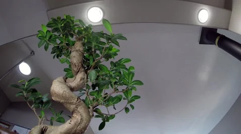 Ficus Tree Isolated Stock Videos – Royalty-Free HD & 4K Videos | Pond5