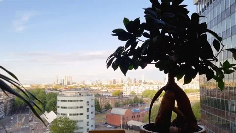 Bonsai Tree in Urban Apartment | Window ... | Stock Video | Pond5