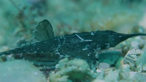 Bony Armored Juvenile Slender Seamoth Pe... | Stock Video | Pond5