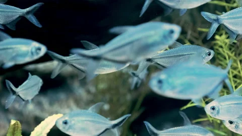 Bony Bream fishes Nematalosa Erebi | Stock Video | Pond5