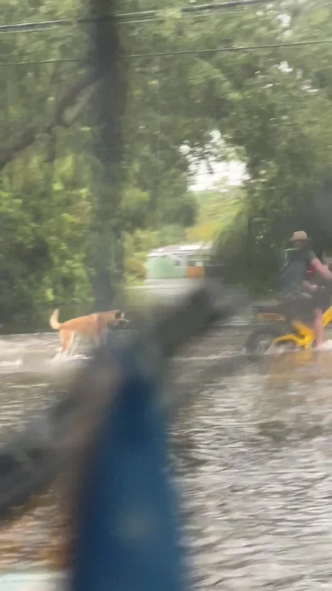 Boarding Dogs Stock Videos – Royalty-Free HD & 4K Videos | Pond5