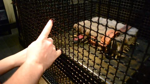 The book with huge teeth. Harry Potter's... | Stock Video | Pond5