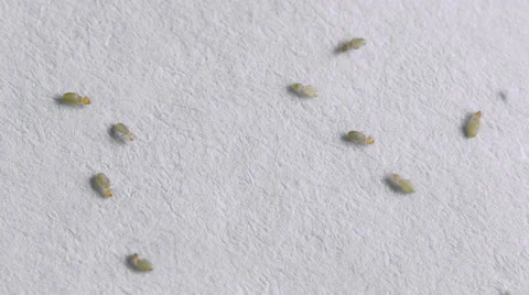 Book Lice on Piece of Paper 4k | Stock Video | Pond5