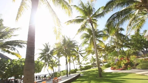 Bora Bora - Palm Tree Paradise | Stock Video | Pond5