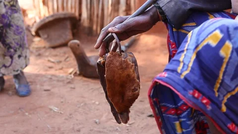 Borana Tribe Abagada stick with cow ski... | Stock Video | Pond5