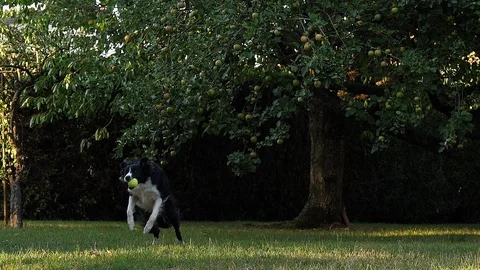 Dog Walking== Stock Videos – Royalty-Free HD & 4K Videos | Page 5