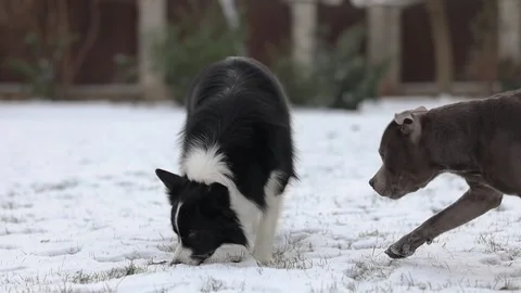 Cute Winter Border Stock Videos – Royalty-Free HD & 4K Videos