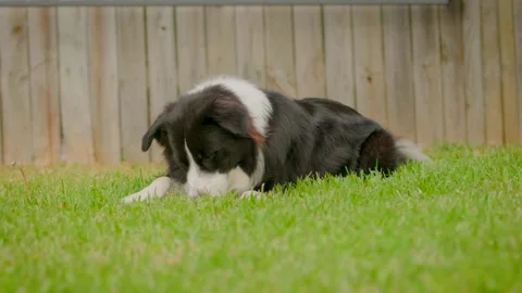 Border Collie puppy lying on the grass | Stock Video | Pond5